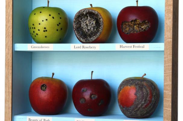 Foodista | Bad Apples Installation Comments on Decay and Mortality